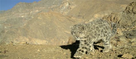 7 Essential Facts About Snow Leopard Cubs - Snow Leopard Trust