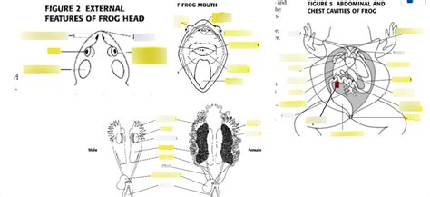 Image result for Tree Frog Dissection