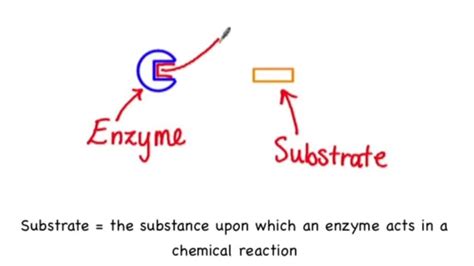 Image result for Substrate Reactions