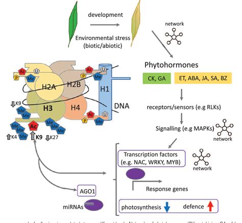 Image result for Senescence Reprogramming