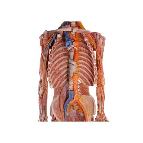 Image result for Human Simulation