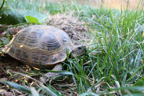 Rescue Tortoise / Turtle Habitats – Spora Studios