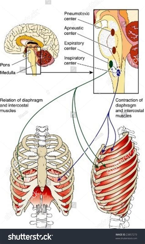 Image result for Control Systems Example Physiology