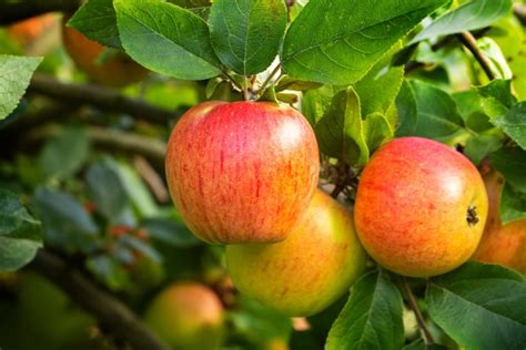 Image result for Self-Pollinating Apple Tree