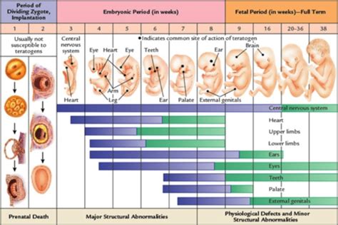 Image result for Invagination