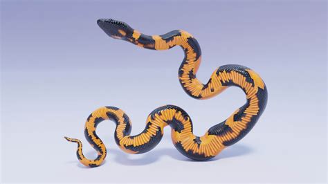 Image result for Ringed Python