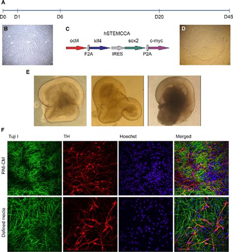 Image result for Cellular Reprogramming