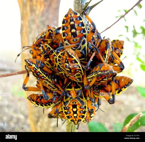 Image result for Colorful Bugs Insects