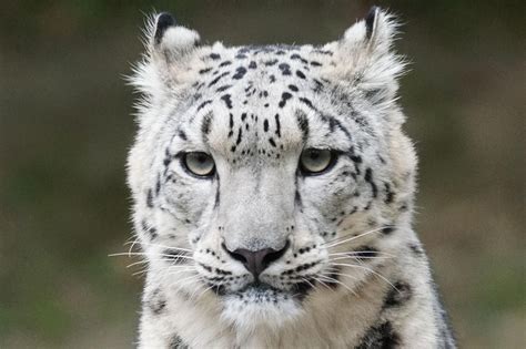 Image result for Snow Leopard Front View