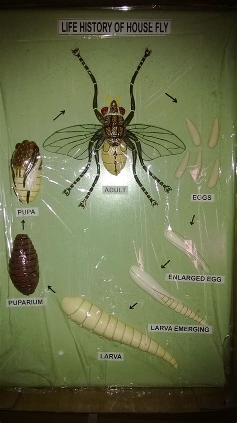 Image result for Fly Life Cycle