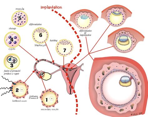 Image result for Invagination