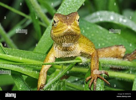 Image result for Tree Lizard Trap