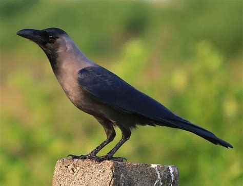 Image result for Crow Types