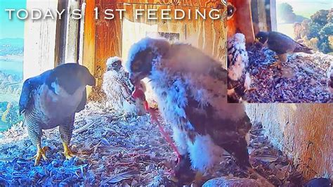 Image result for Box Camera Falcon