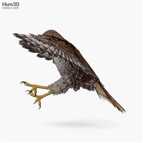 Image result for Hawk Attacking