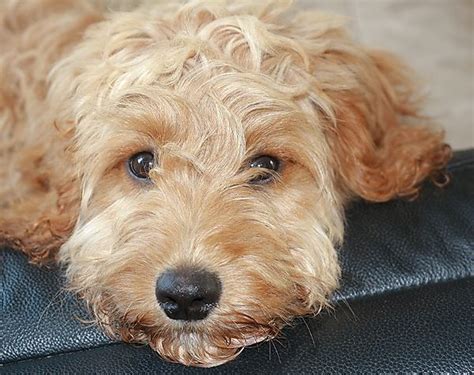 Image result for 2 Week Old Cockapoo