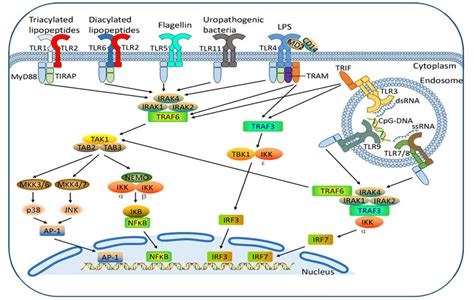 Image result for TLR Signaling Pathway