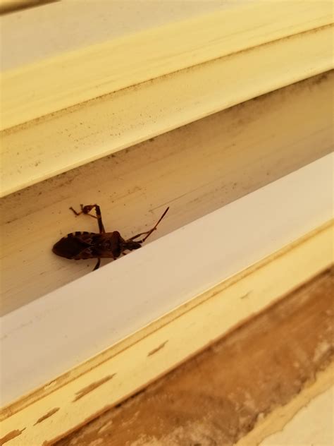 Image result for Cockroach Ontario