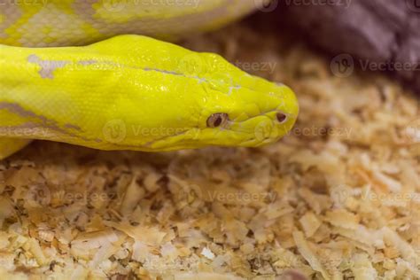Image result for Silver Reticulated Python