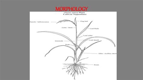 Image result for Chapter 12 Milled Rice