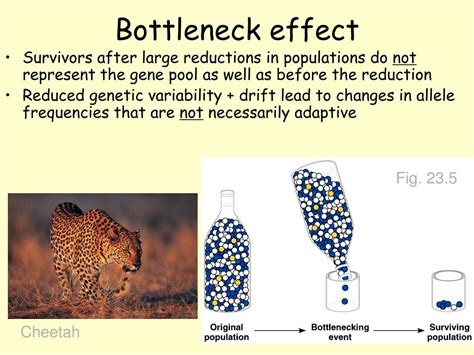 Image result for Bottleneck Effect Example