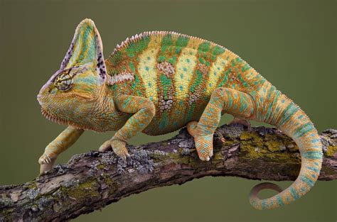 chameleon, Lizard, Tropical Wallpapers HD / Desktop and Mobile Backgrounds