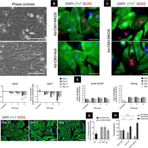 Image result for Partial Reprogramming