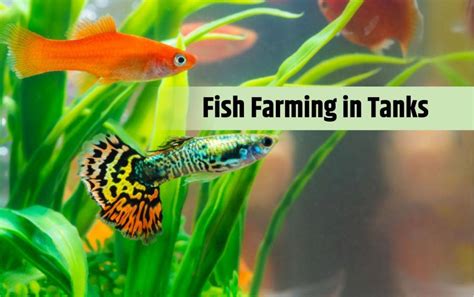 Image result for Breeding Fish Tank