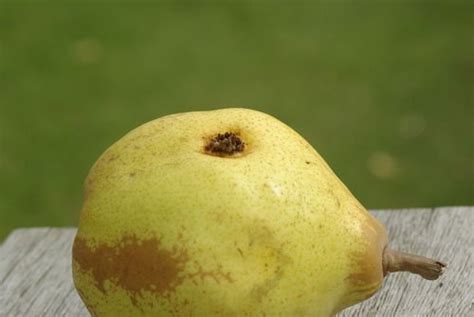 Image result for Asian Pear Rust