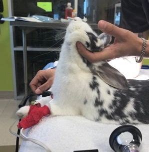 Image result for Rabbit Intubation