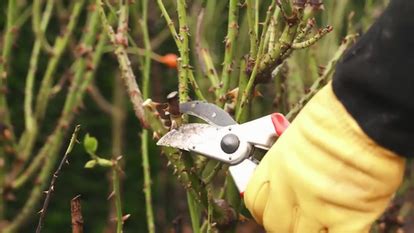 Image result for Pruning Shrub Roses in Spring
