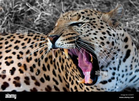 Image result for Angry Leopard