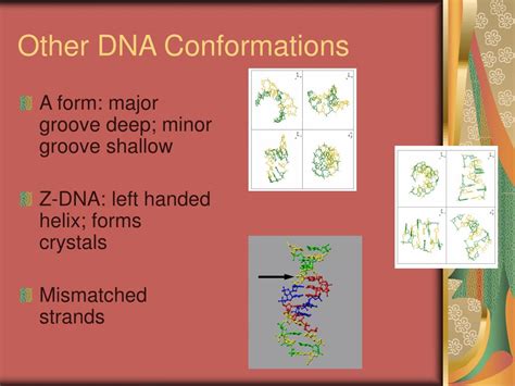 Image result for Nucleic Acid Database