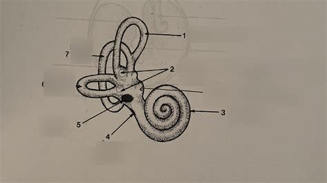 Image result for Inner Ear Shutterstock Exploding Box