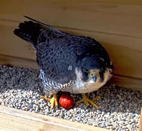 Image result for Falcon Box