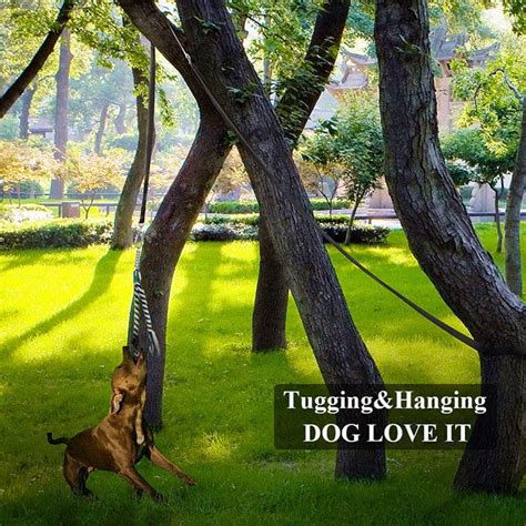 Image result for Spring Pole Dog Training