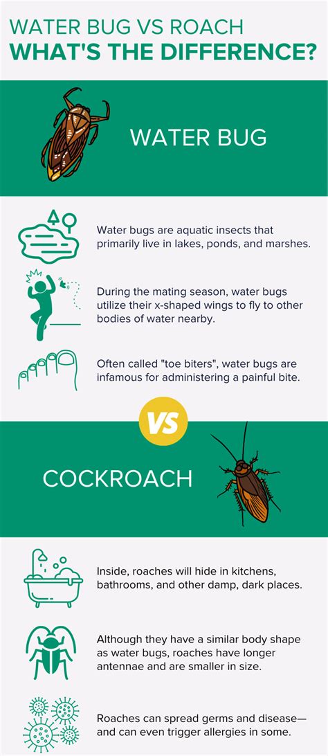 Image result for Water Bug vs Cockroach