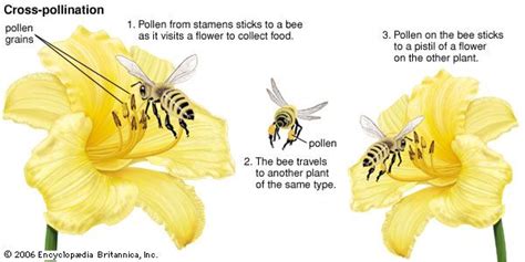 Image result for Types of Cross Pollination