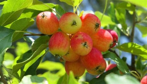 Image result for Self-Pollinating Apple Tree