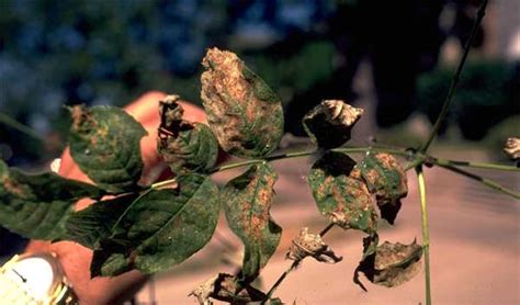 Image result for Ash Tree Bug