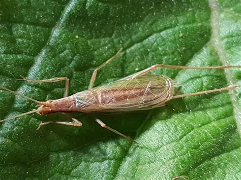 Image result for Insect Musicians