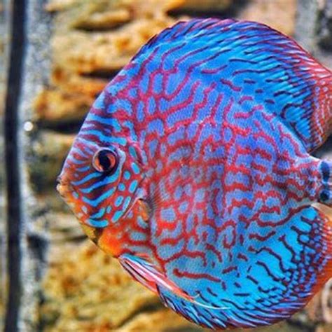 Image result for Types of Discus