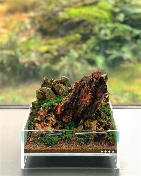 Image result for DIY Java Moss Bonsai Tree