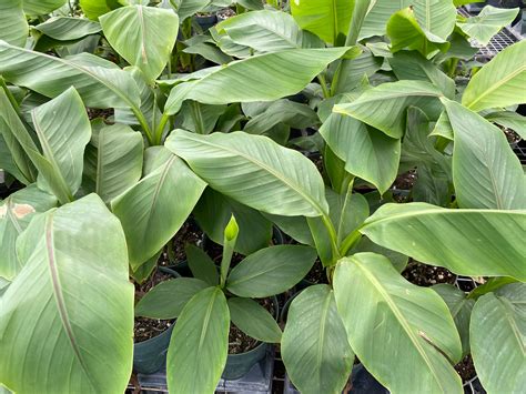 Image result for Blue Java Banana Tree