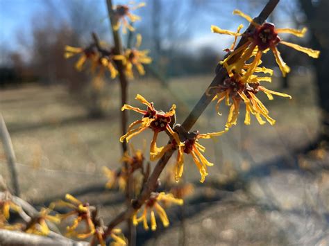 Image result for Exploding Witch Hazel