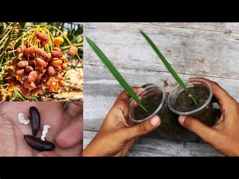 Image result for How to Set Date Time as Random Seed in Java