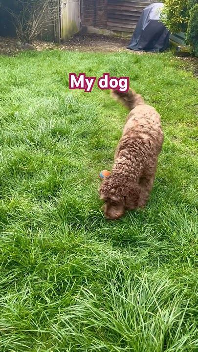 Image result for Cockapoo Shorts