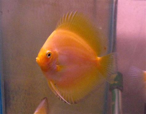 Image result for Rarest Discus Fish