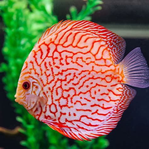 Image result for Red Discus Fish