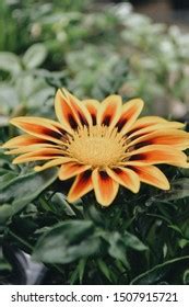 Image result for Springfield Georgia On Map